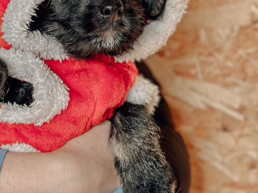 Метисы миттельшнауцера