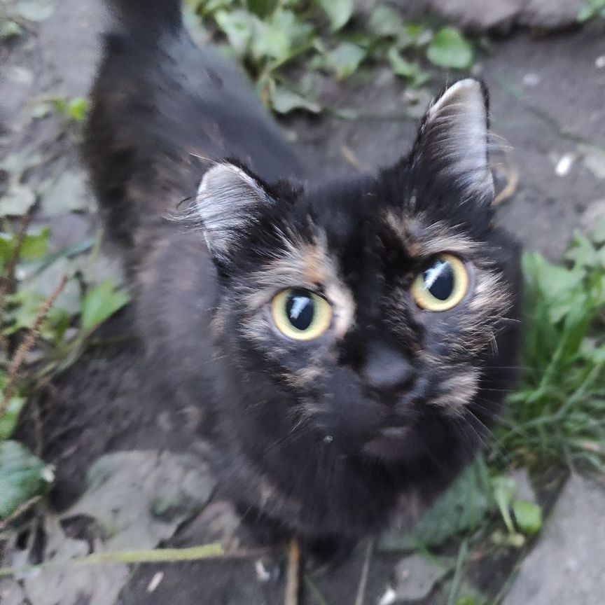 Пристраивается Тучка в добрые руки