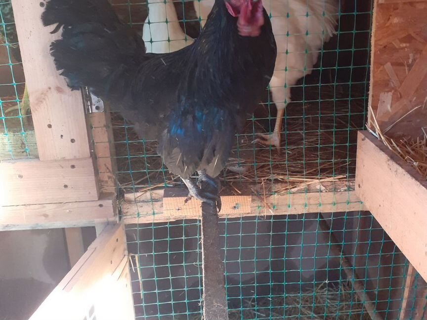 Молодой петушок