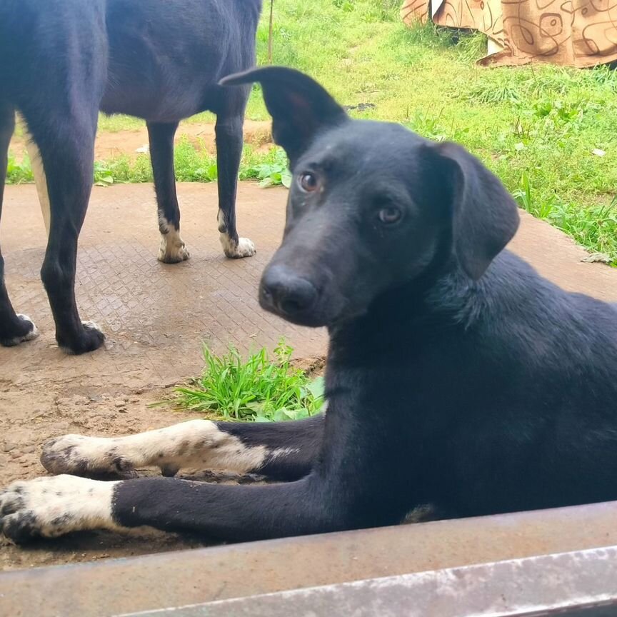 Взрослый пёс в добрые руки