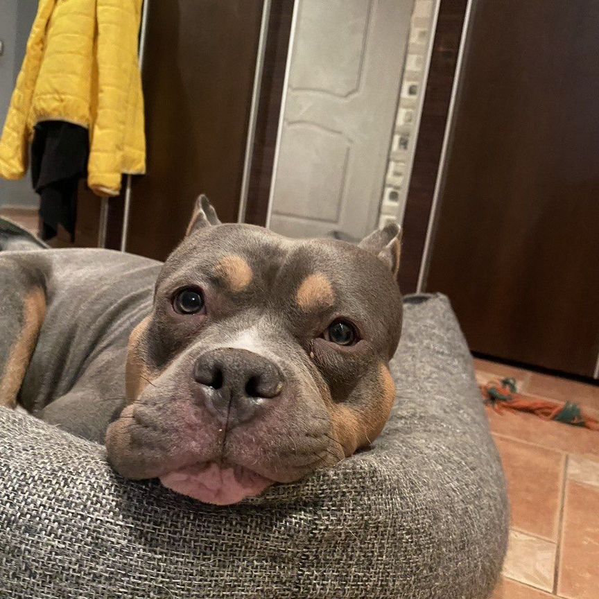 Американский булли покет