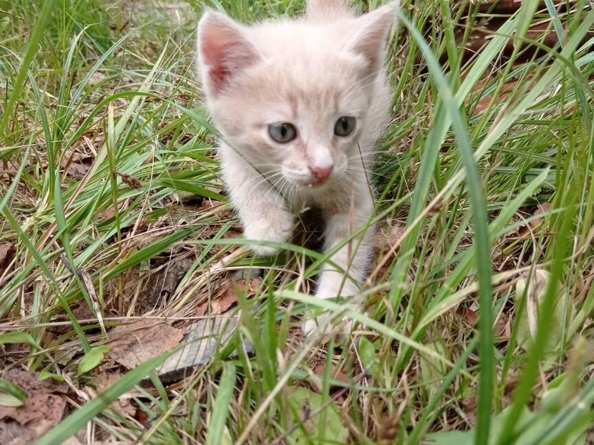 Кошки в добрые руки бесплатно