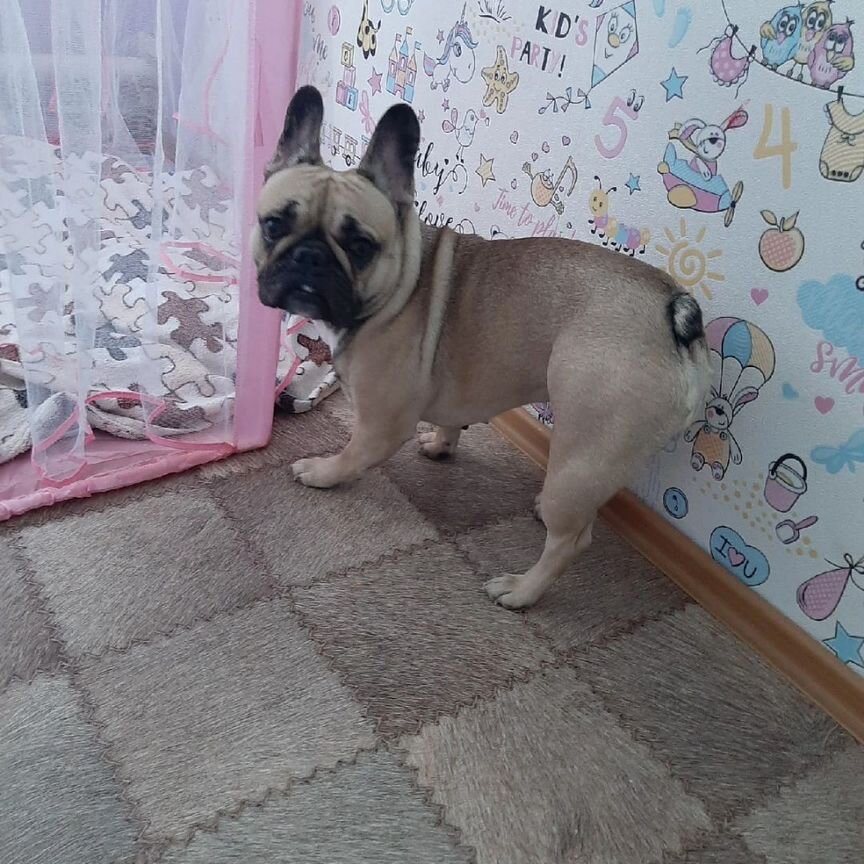 Французский бульдог