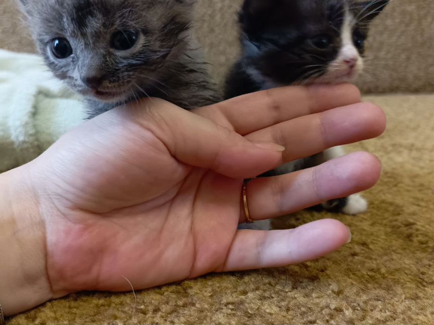 Котята в добрые руки бесплатно