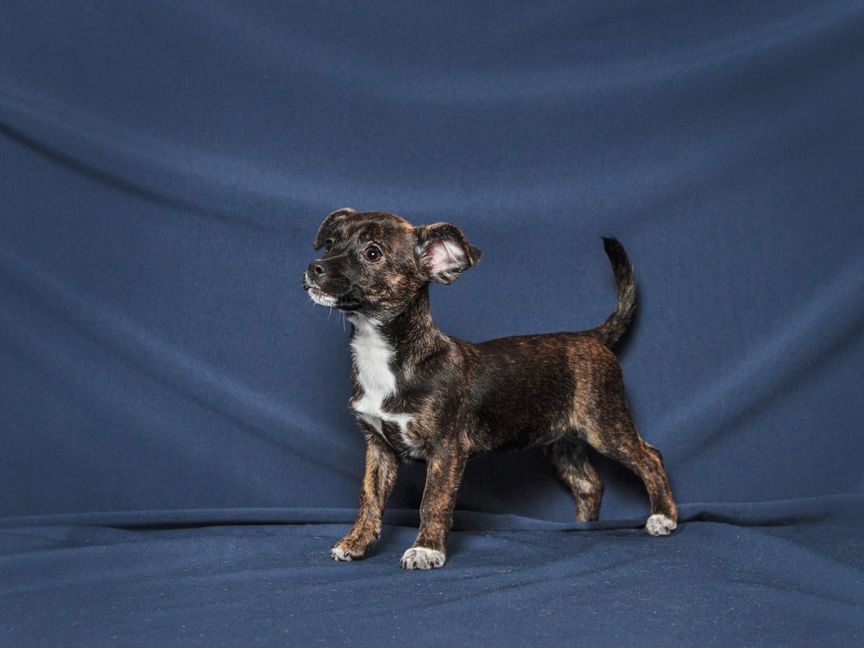 Щенки чихуахуа