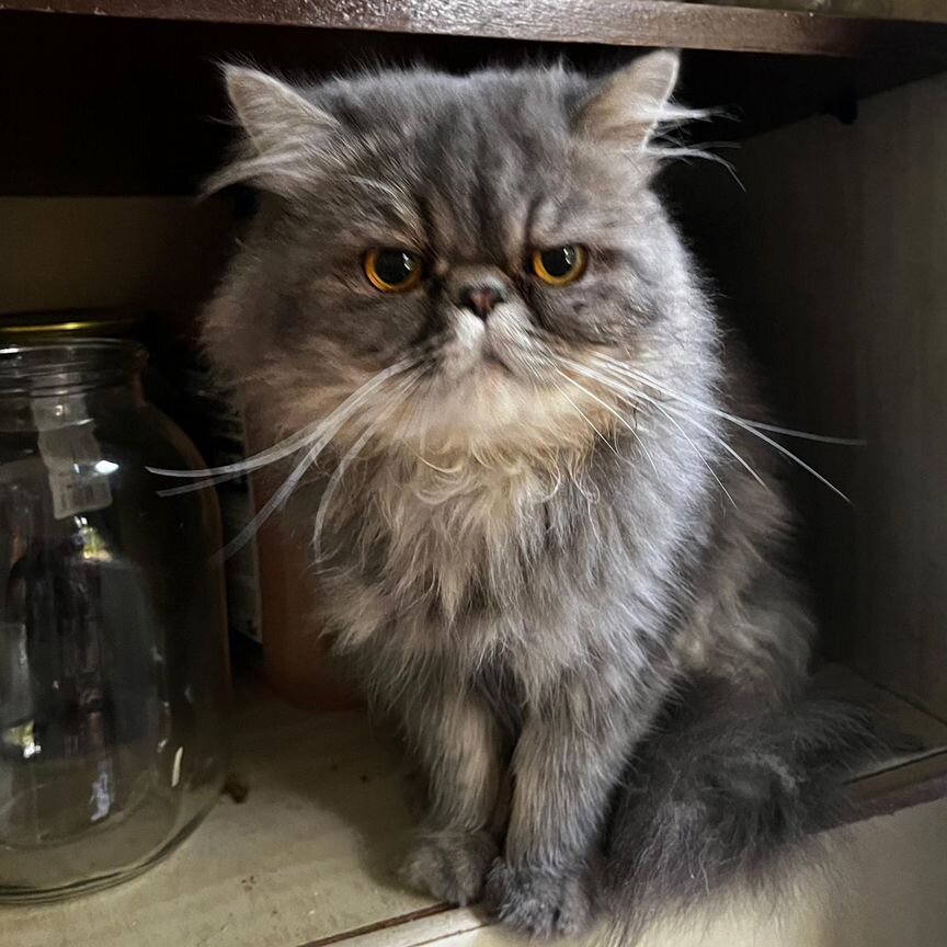 Породистый кот