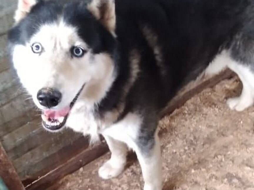 Чей хаски в отлове