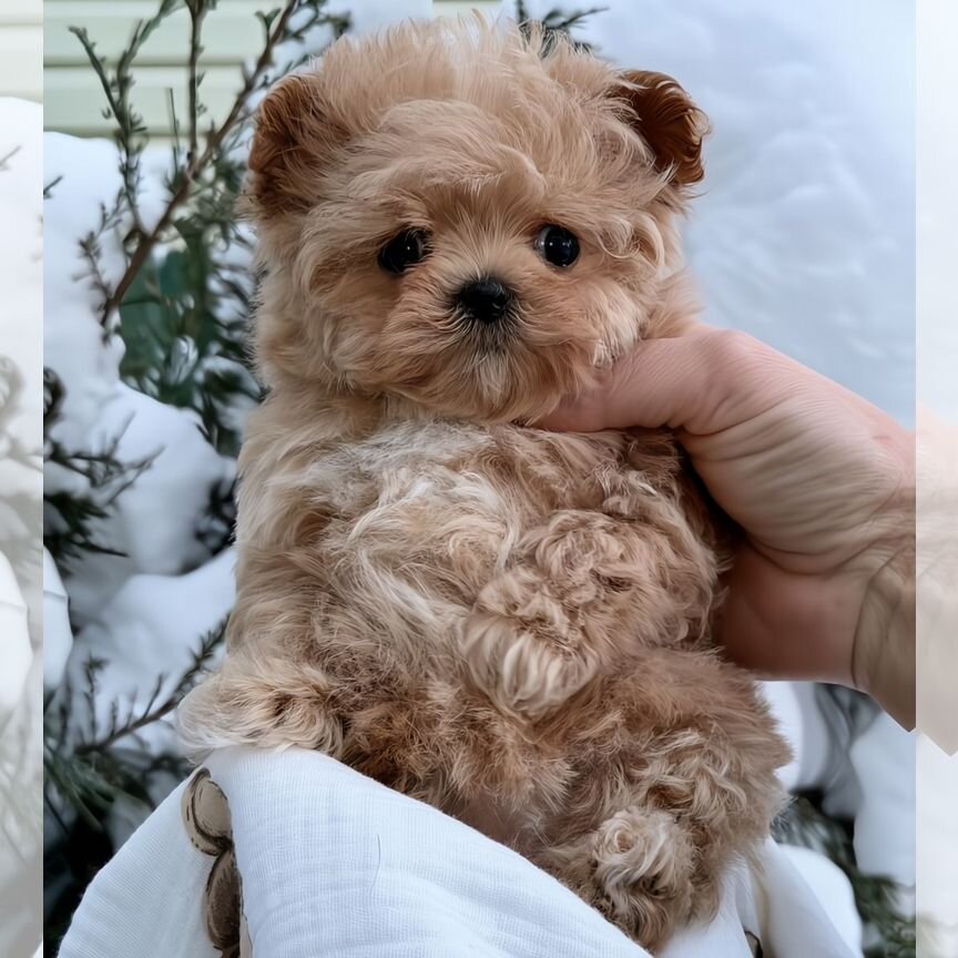 Мальтипу, щенок