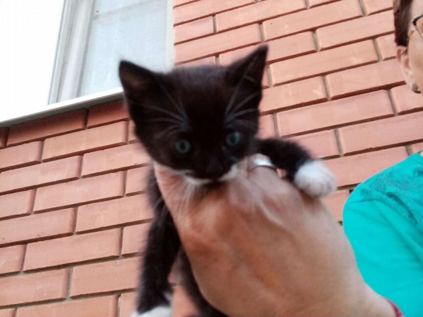 Кошка дворовая