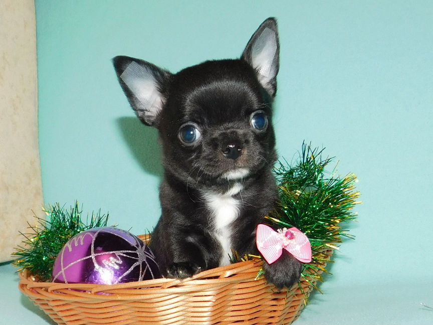 Лекс мальчик чихуахуа