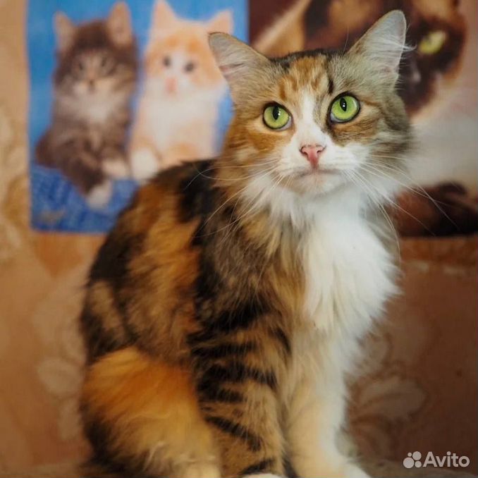 Ласковая кошечка с зелёными глазами