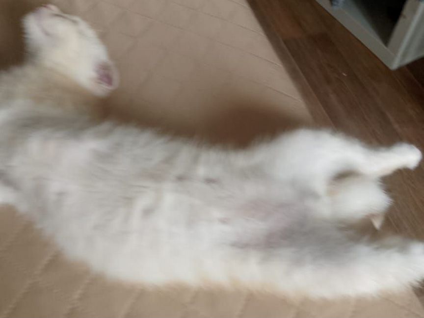 Шотландские вислоухие котята