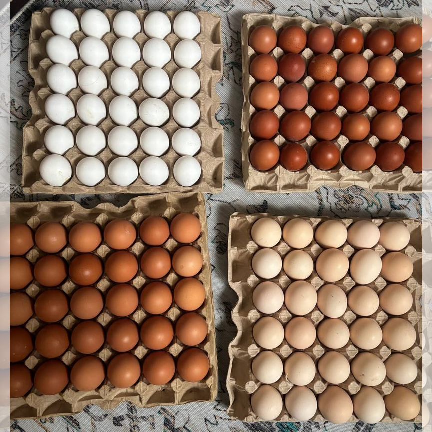 Инкубационное яйцо несушки, доминантов