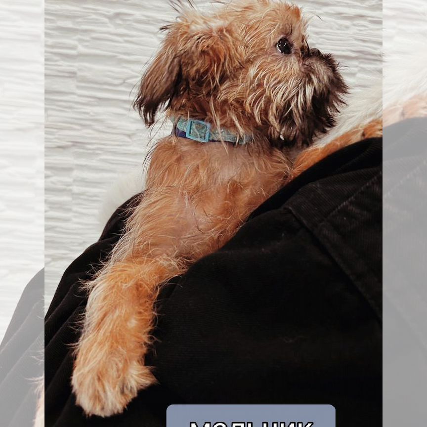 Брюссельский гриффон, щенок