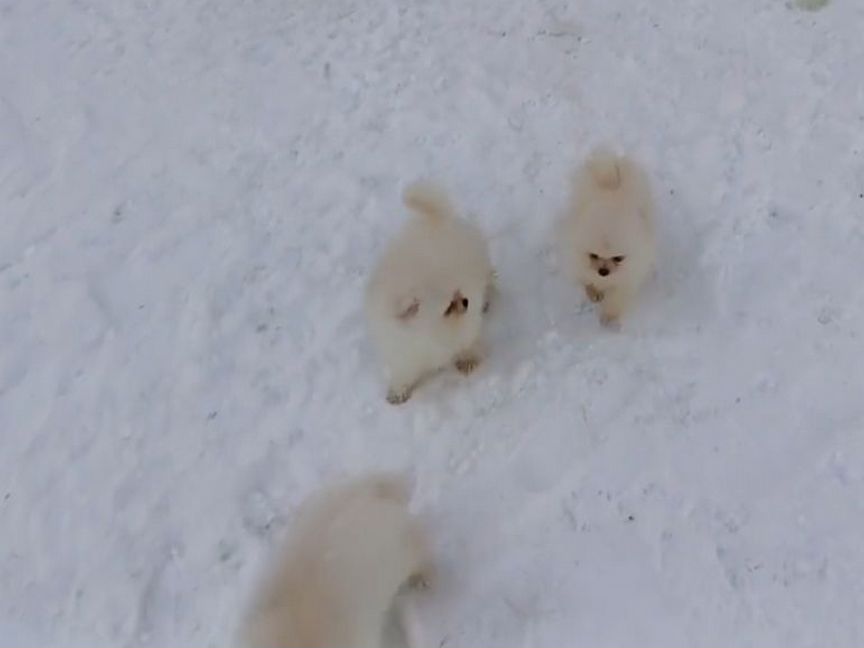 Померанские шпицы. Документы РКФ