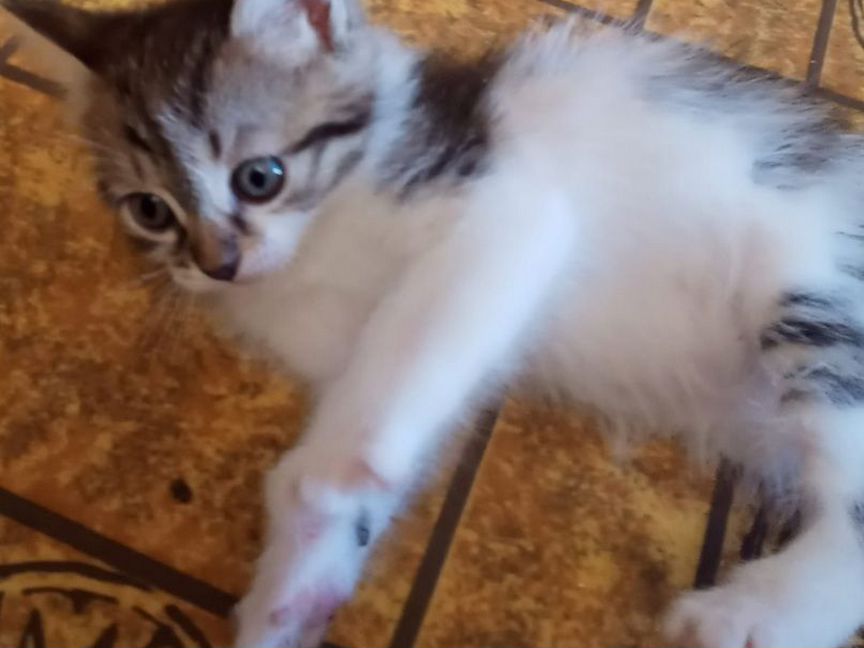 Котенок в дар. 1,5 мес мальчик