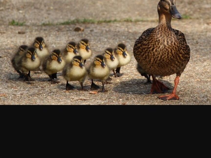 Утка с утятами
