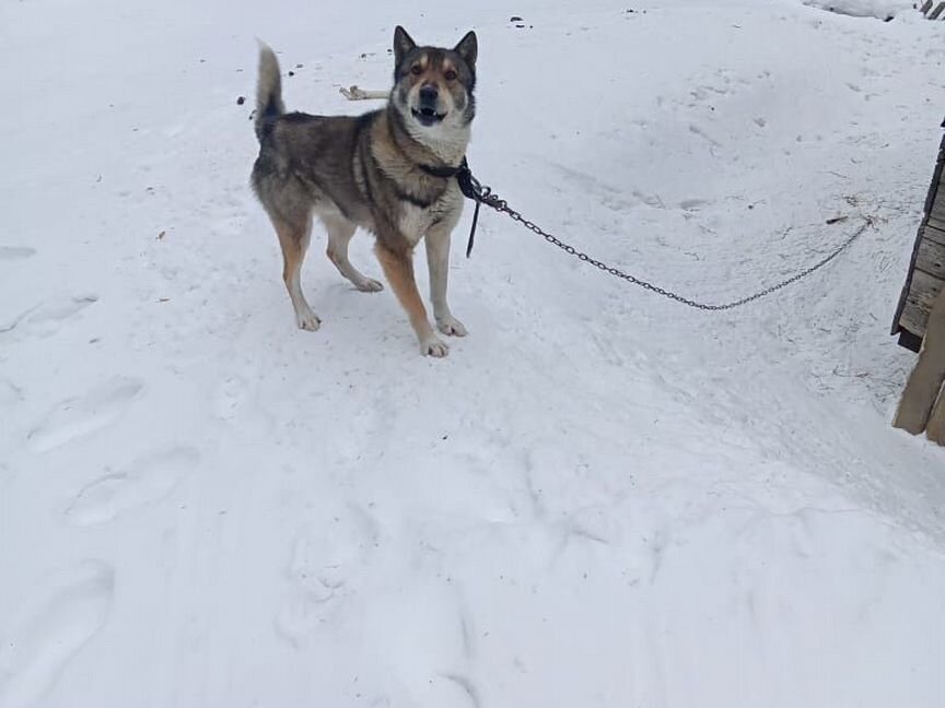 Западно сибирская лайка