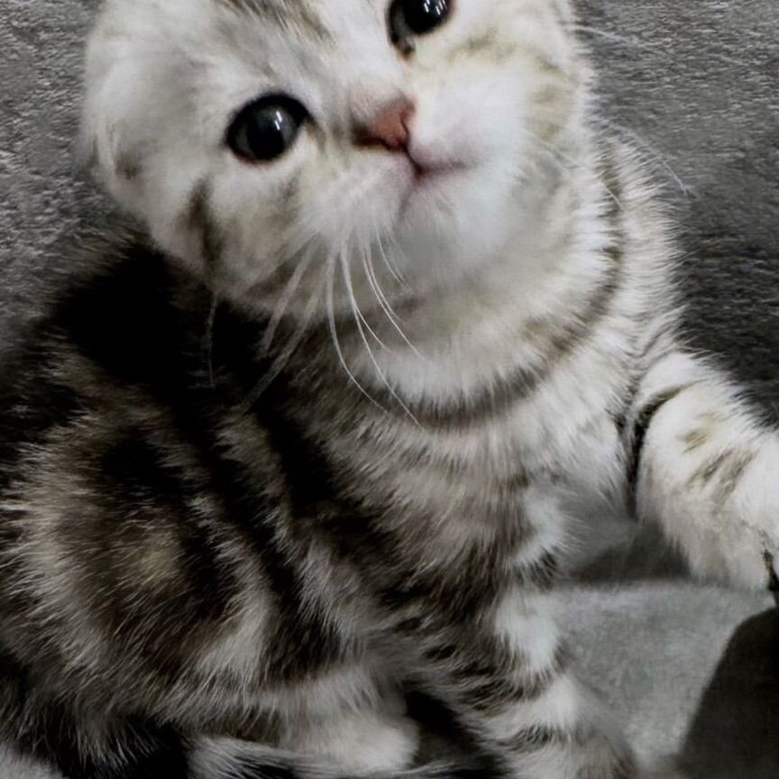 Шотландские котята