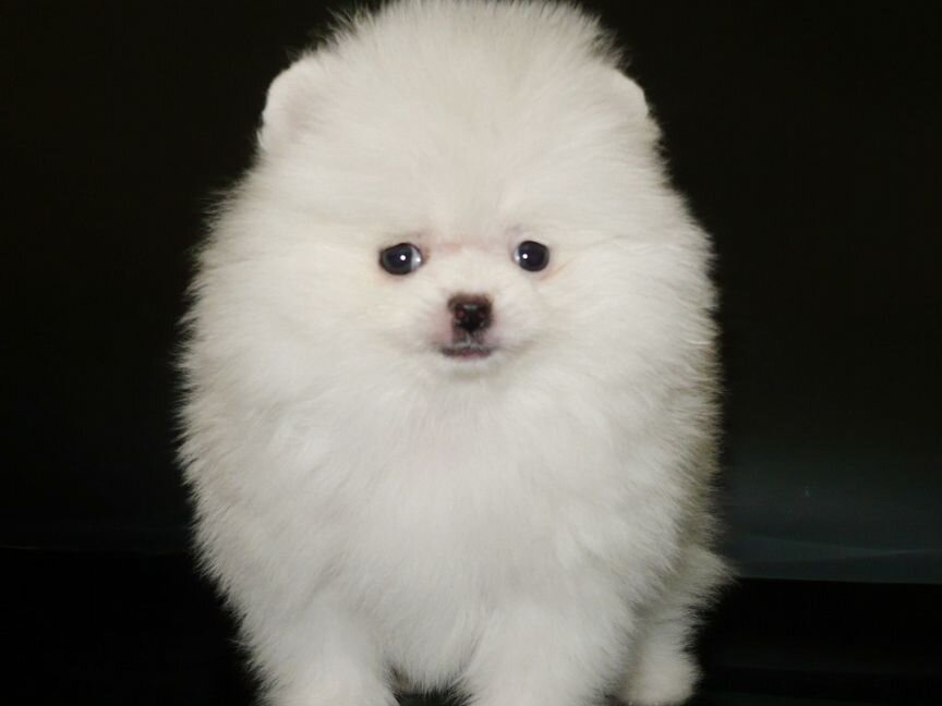 Белая помераночка