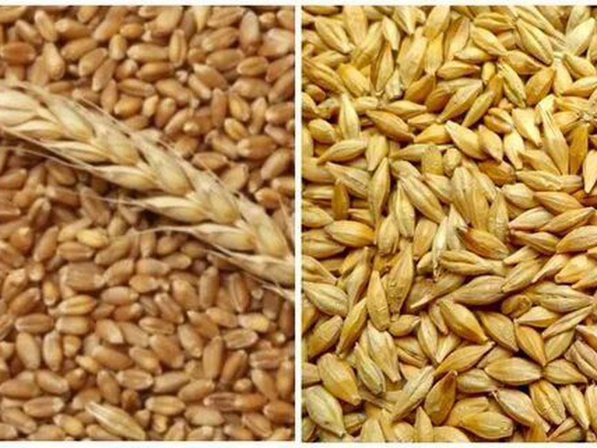 Пшеница ячмень