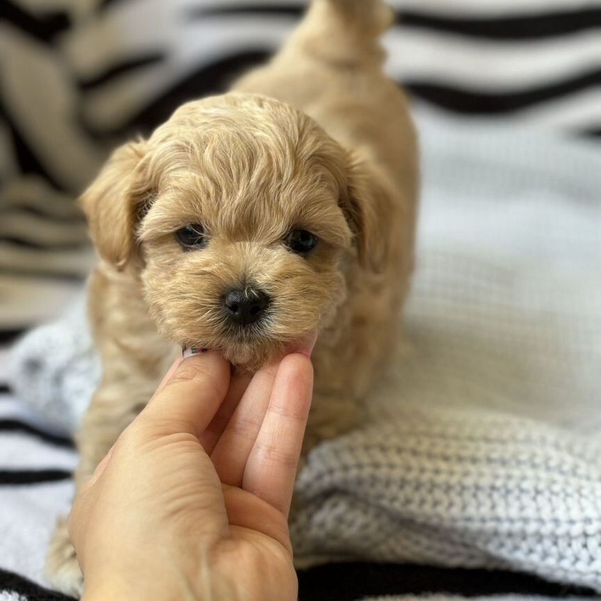 Мальтипу F1 мини мальчик