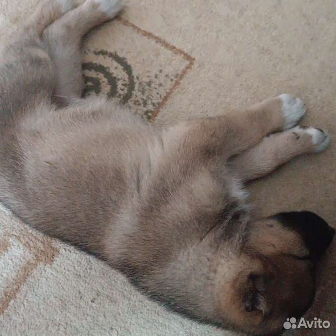 Отдам в добрые руки щенка алабая, девочка, 1.6 мес