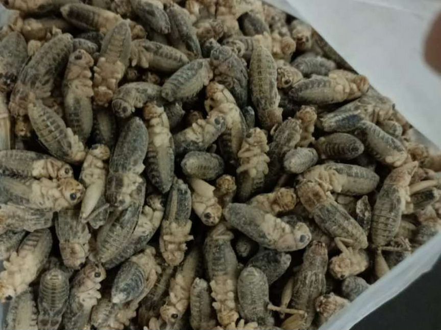 Банановый свечок для стрижей,рептилий,обезьян