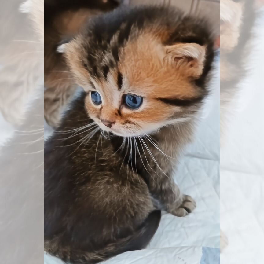 Шотландский прямоухий длинношёрстный котёнок