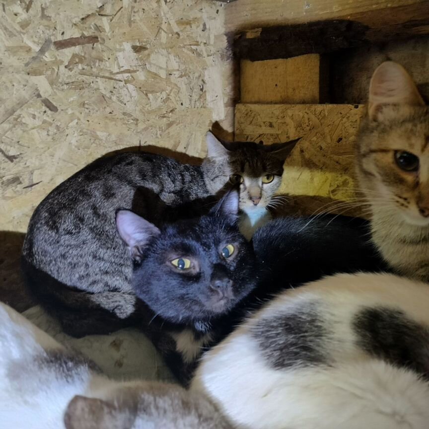 В добрые руки