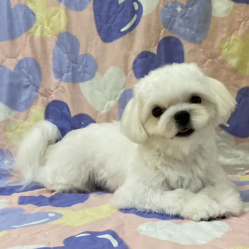 Мальтийская болонка, щенок