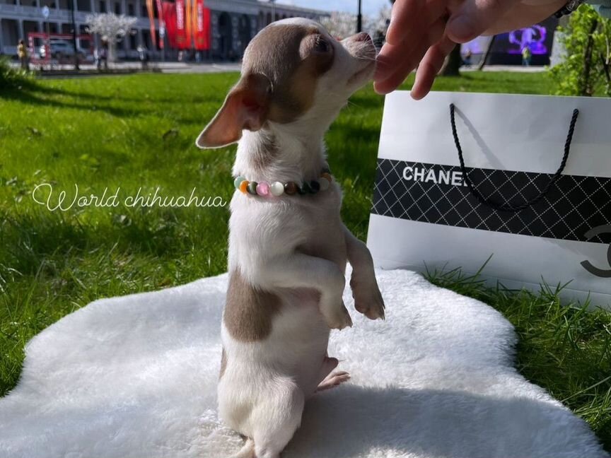 Luxury Мальчишка