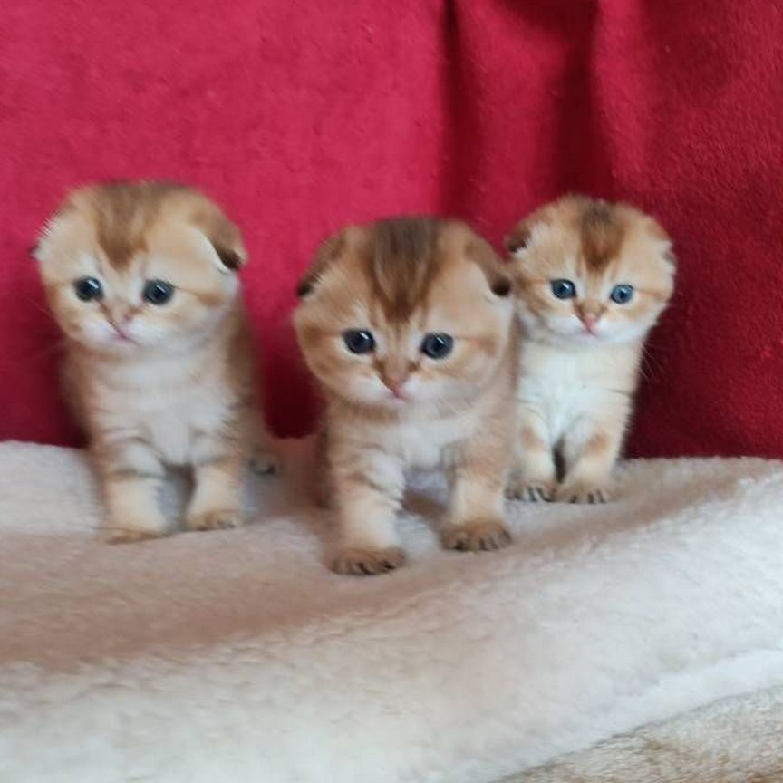 Кошечка и котики