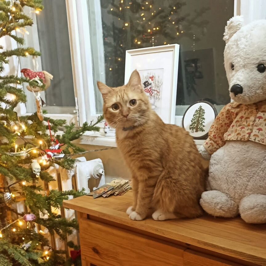 Кот Лис ищет заботливых хозяев