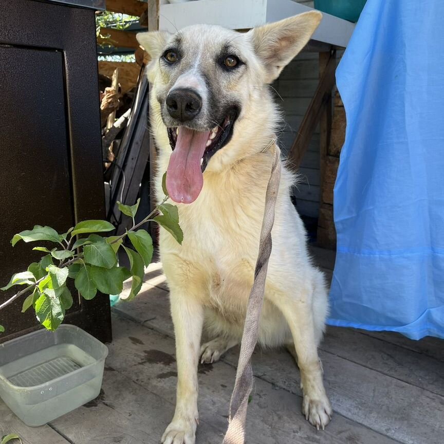 Элечке грустно в приюте