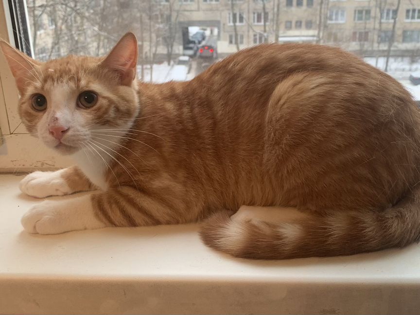 Рыжий Котенок Антошка