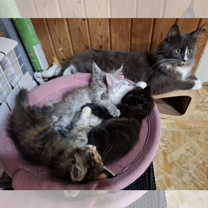 Мейн-кун котёнок