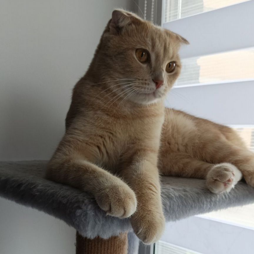 Домашний Котик в добрые руки