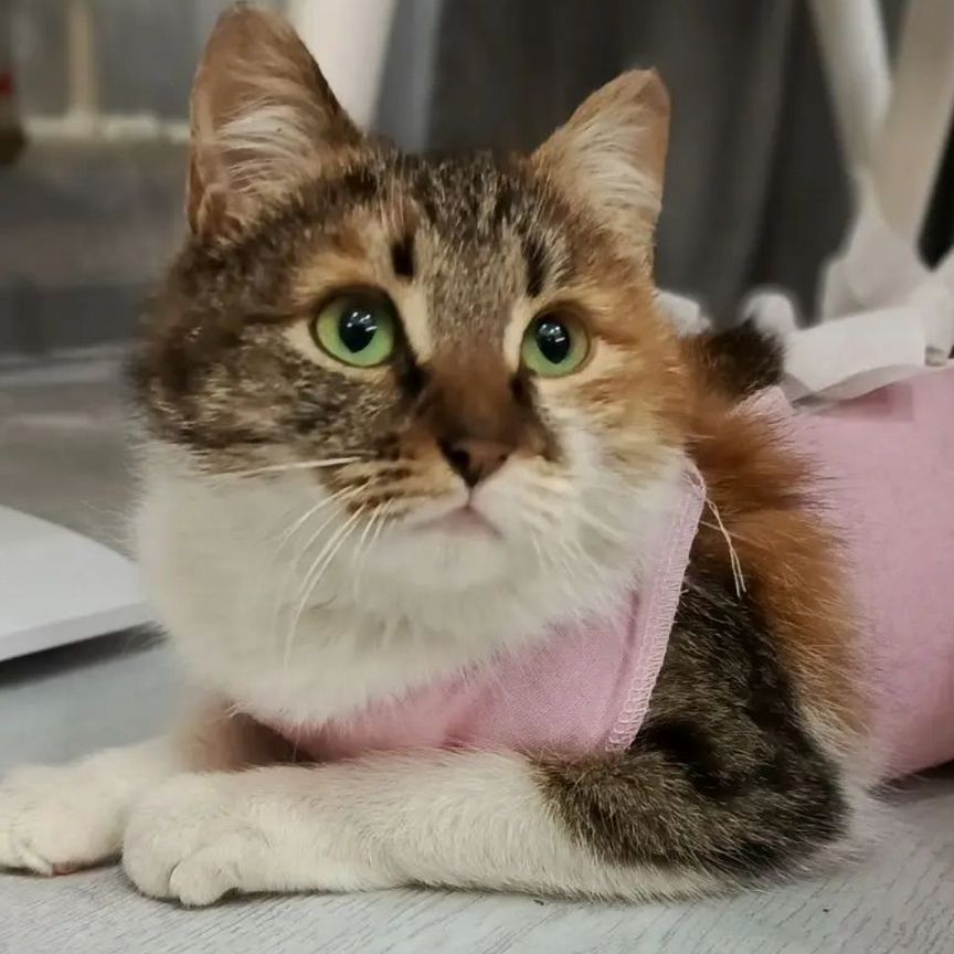 Взрослая, кошка в добрые руки