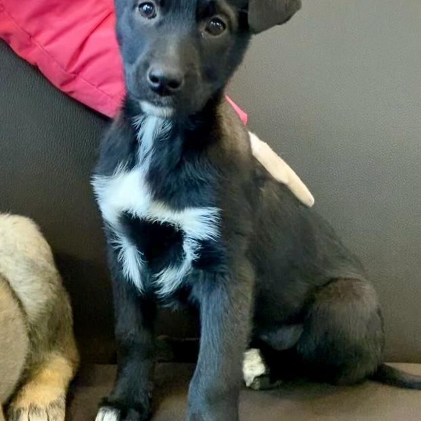 Ярмарка щенков :)