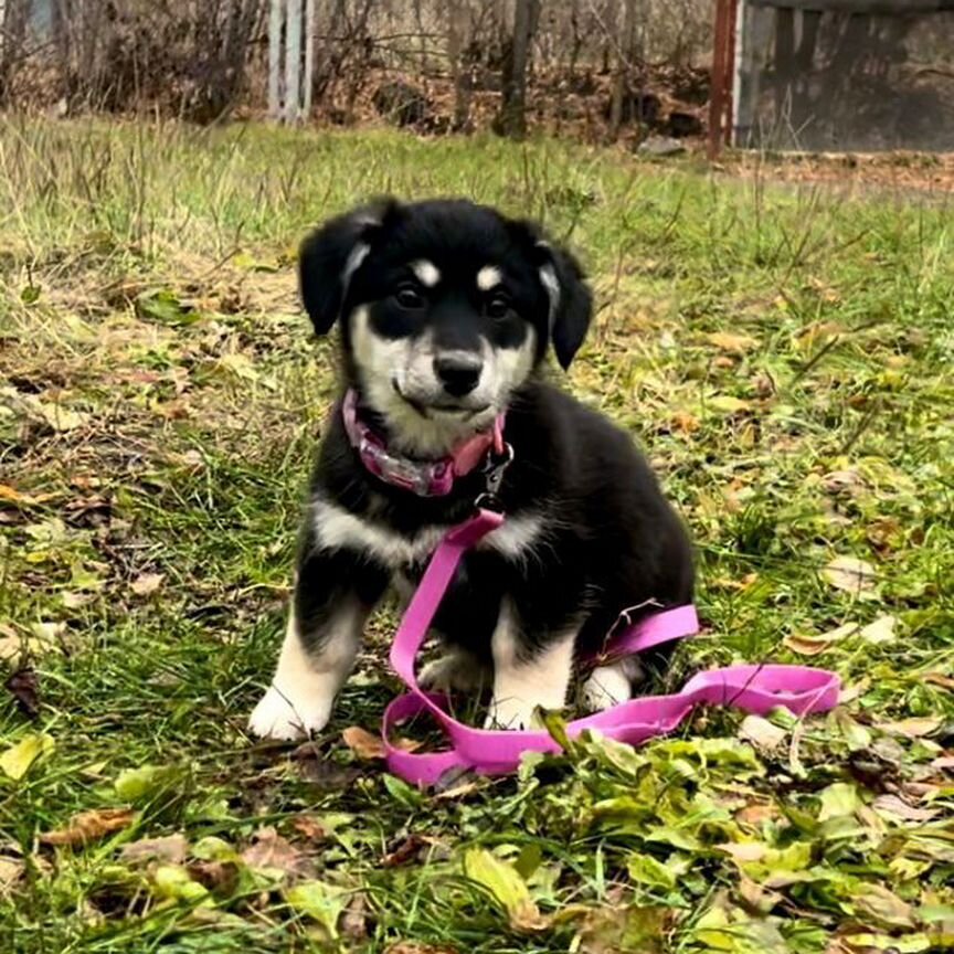 Щенок в добрые руки