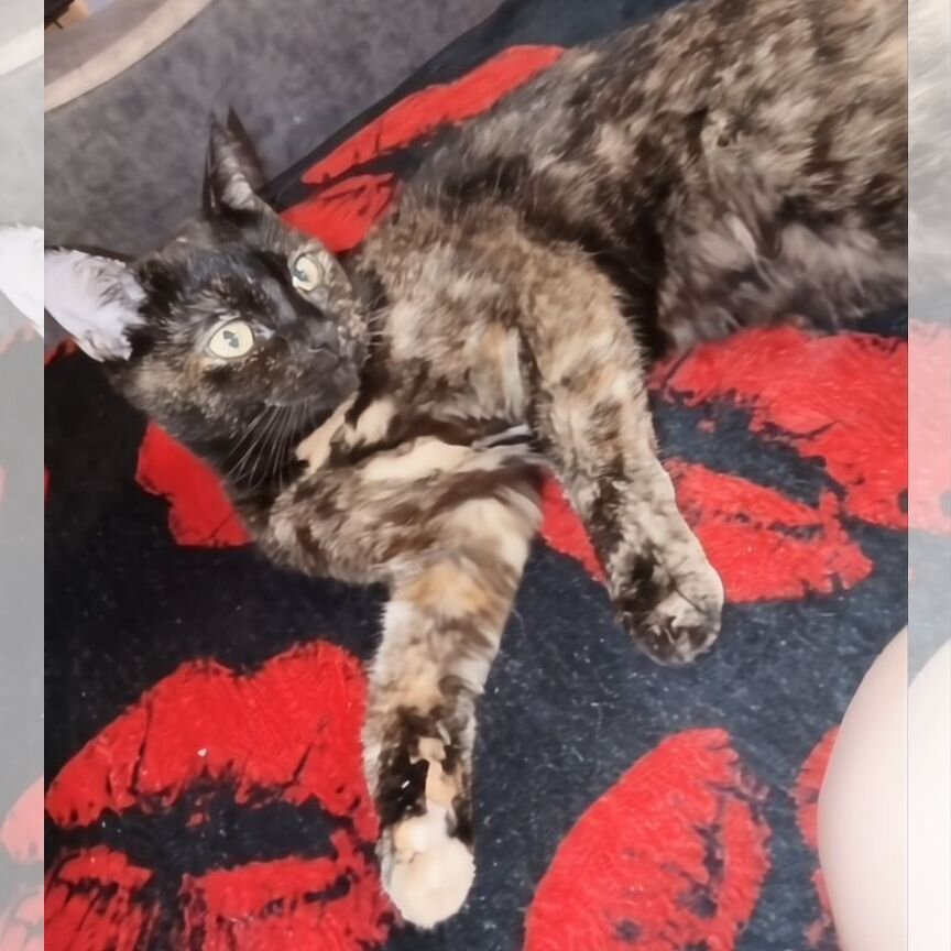 Взрослая, кошка в добрые руки