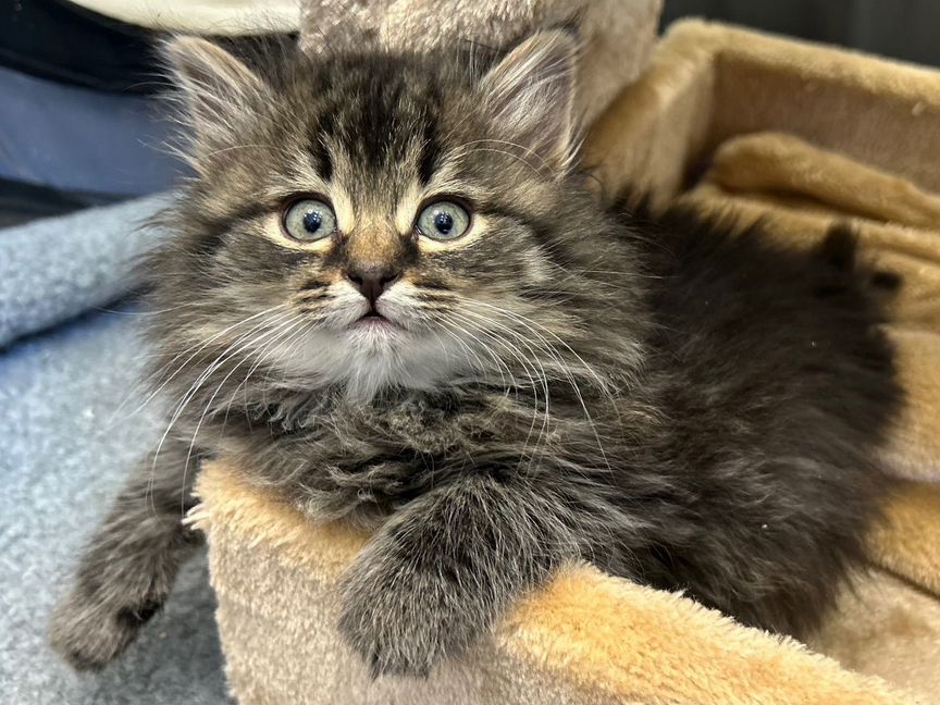 Замечательная пушистенькая малышка ищет дом