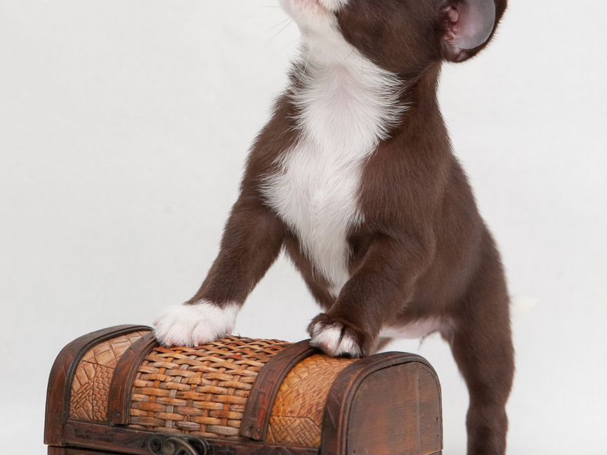 Чихуахуа, девочка г/ш