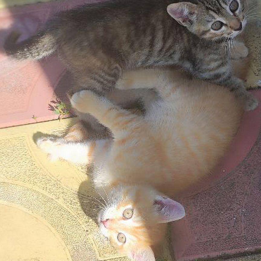 Котята в добрые руки бесплатно