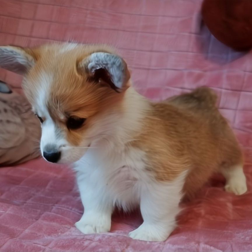 Вельш Корги Пемброк, щенок