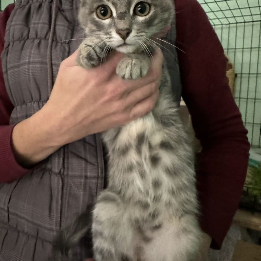 Котята