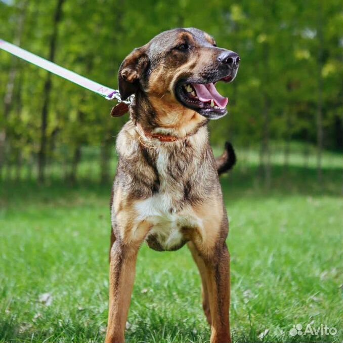 Собака в добрые руки, Август