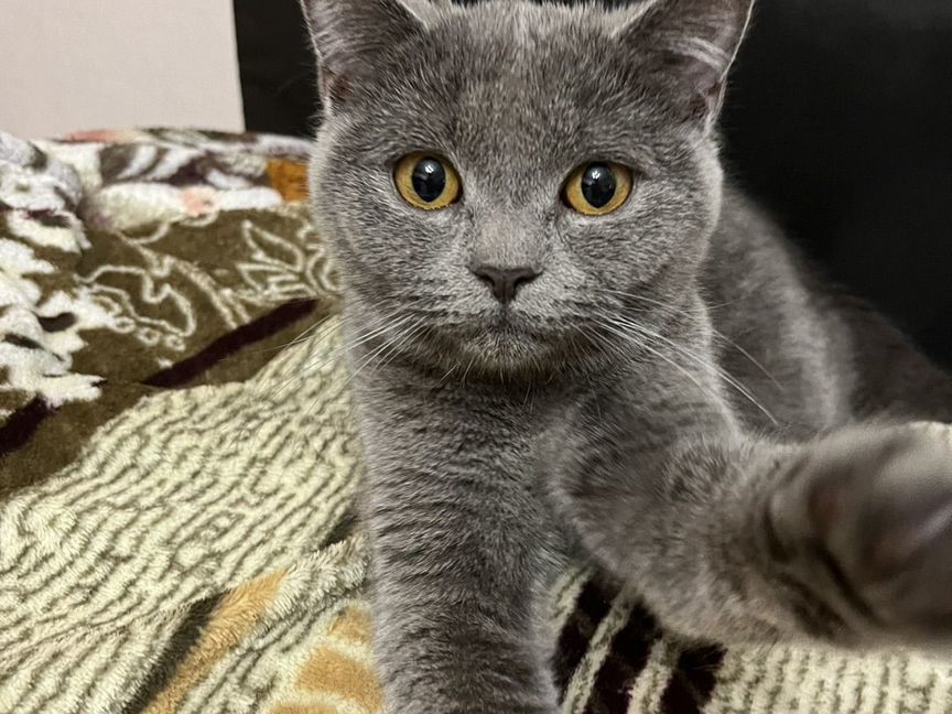 Кошка Британка