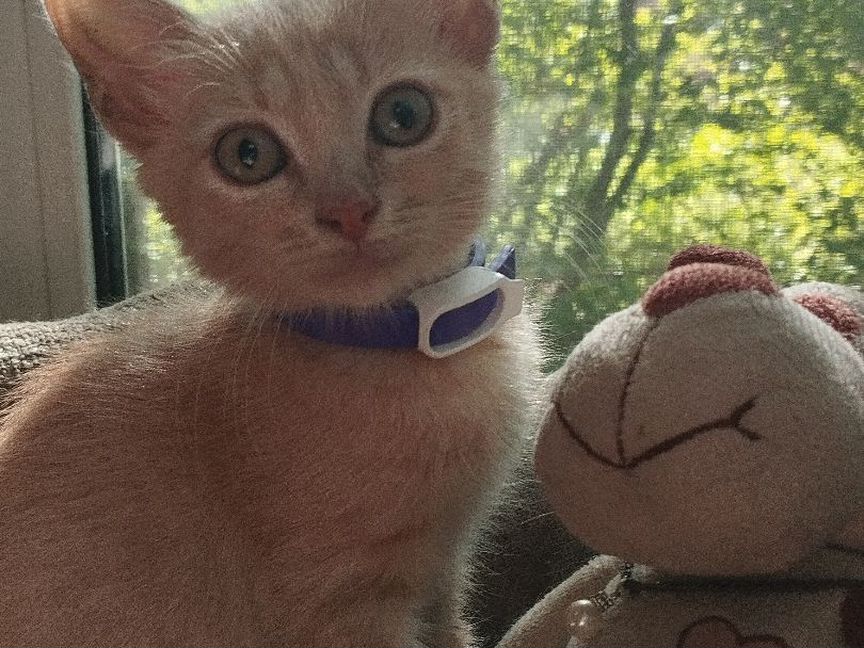 Кошка в дар